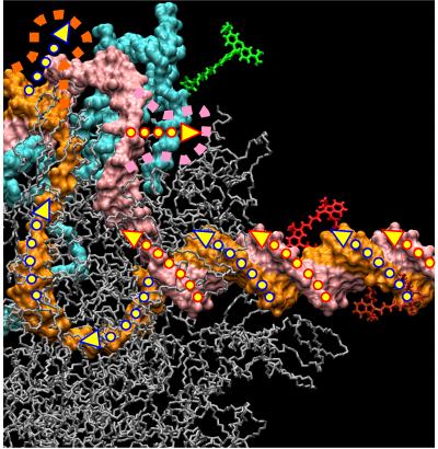 A DNA Scrunching Machine [IMAGE] | EurekAlert! Science News Releases