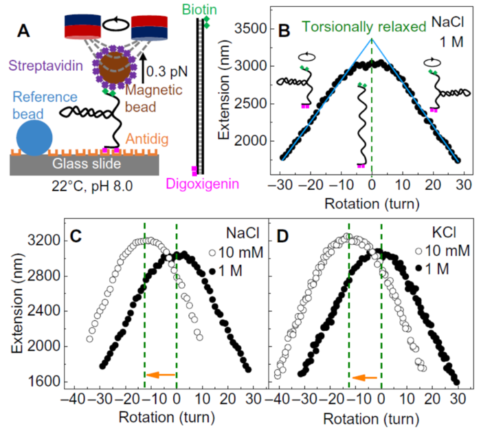 DNA deforms by environmental s [IMAGE] | EurekAlert! Science News Releases