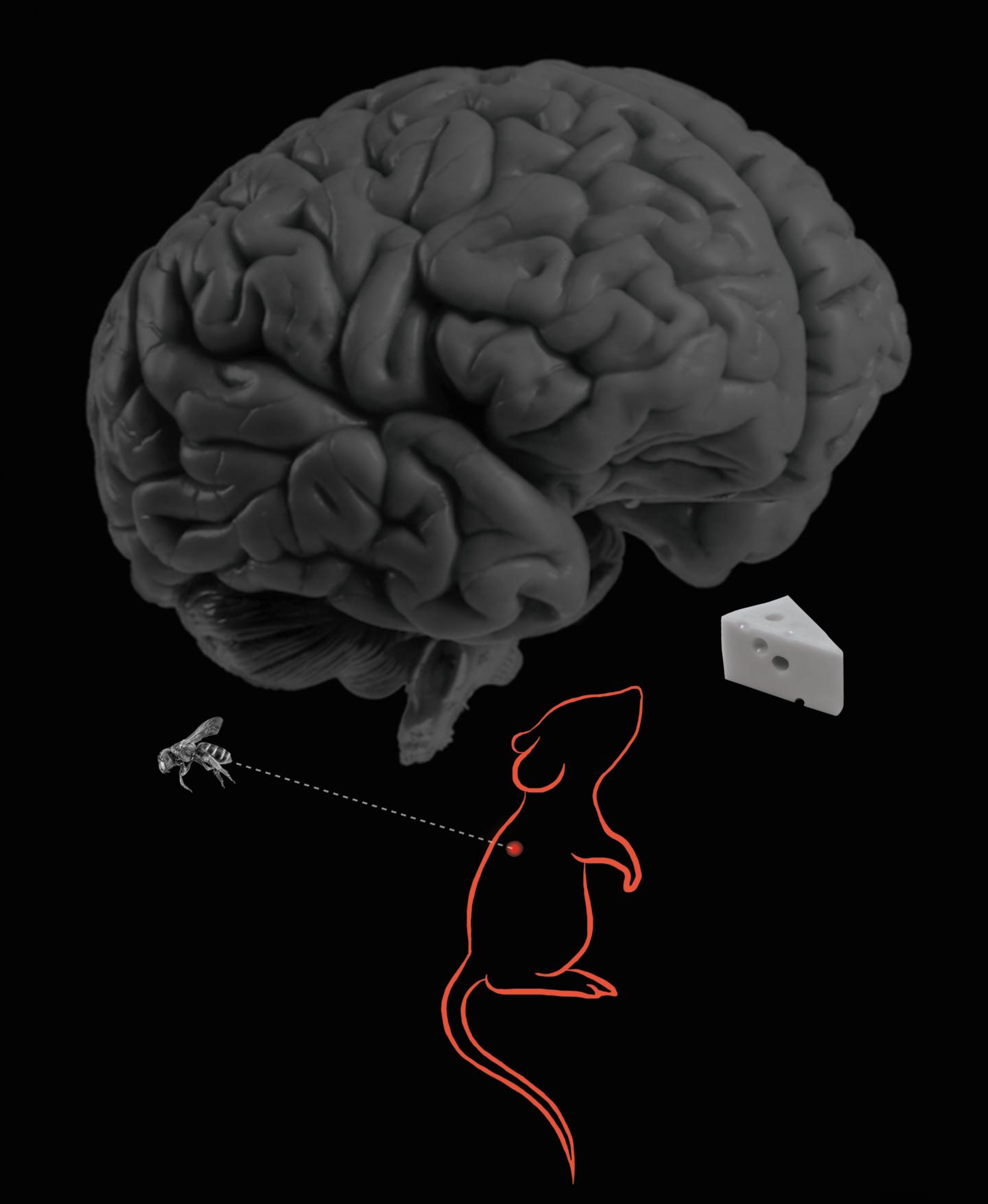 The mouse brain can prioritize hunger by supp | EurekAlert!