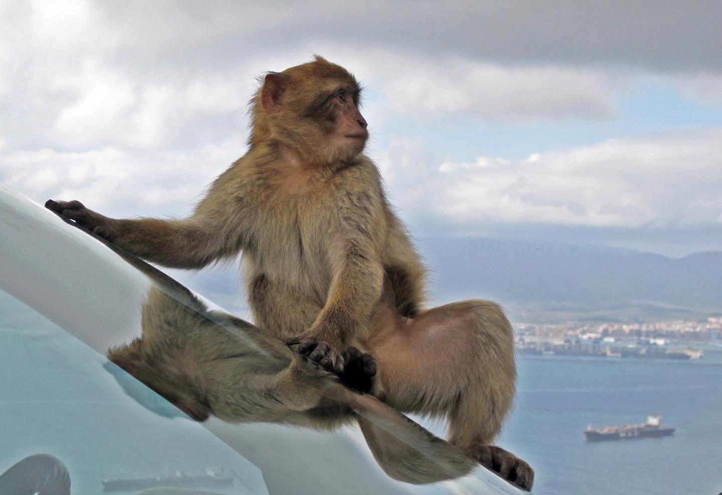 Macaque Monkey [IMAGE] | EurekAlert! Science News Releases