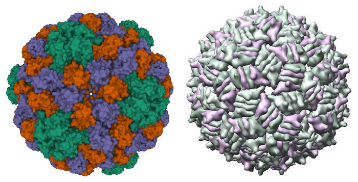 Distantly related viruses share self-assembly | EurekAlert!