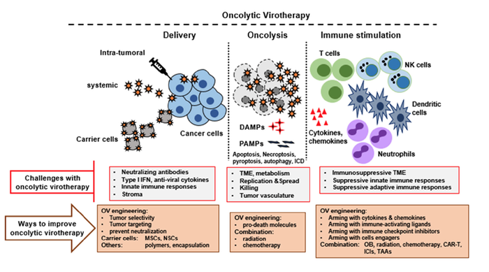 New review highlights cancer-crushing viruses | EurekAlert!