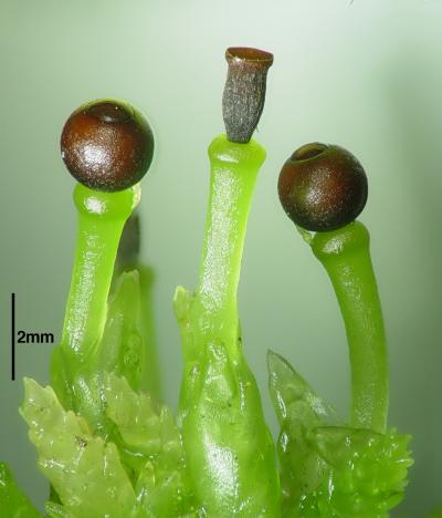 Spore Formation In Moss