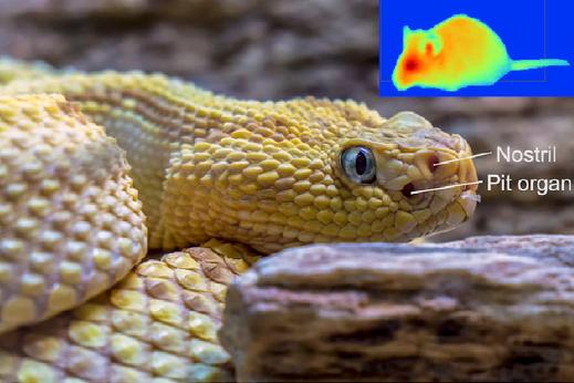 Pit viper & heat vision [IMAGE] | EurekAlert! Science News Releases