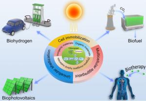 Microalgae–material hybrid promotes carbon ne | EurekAlert!
