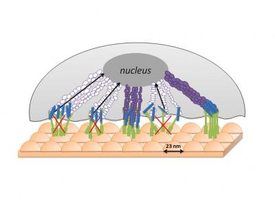 Inhospitable Surface [IMAGE] | EurekAlert! Science News Releases