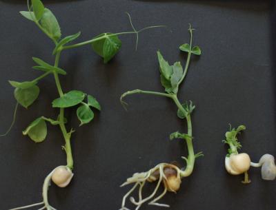 How steroid hormones enable plants to grow | EurekAlert!