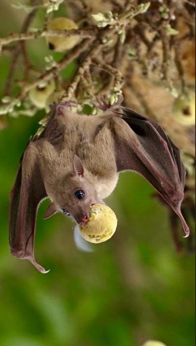 Fruit Bat Image Eurekalert Science News Releases