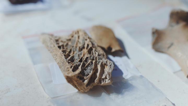 Moa Leg [IMAGE] | EurekAlert! Science News Releases