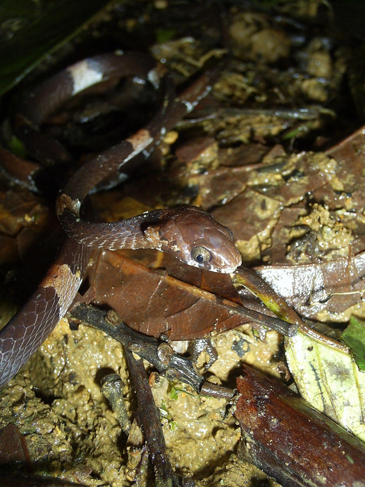 The Hidden Snail-eating Snake, [IMAGE] | EurekAlert! Science News Releases