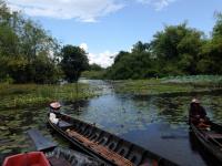 Genetic Adaptation Allows Rice to Survive Lon | EurekAlert!