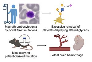 Two new mutations identified as possible caus | EurekAlert!