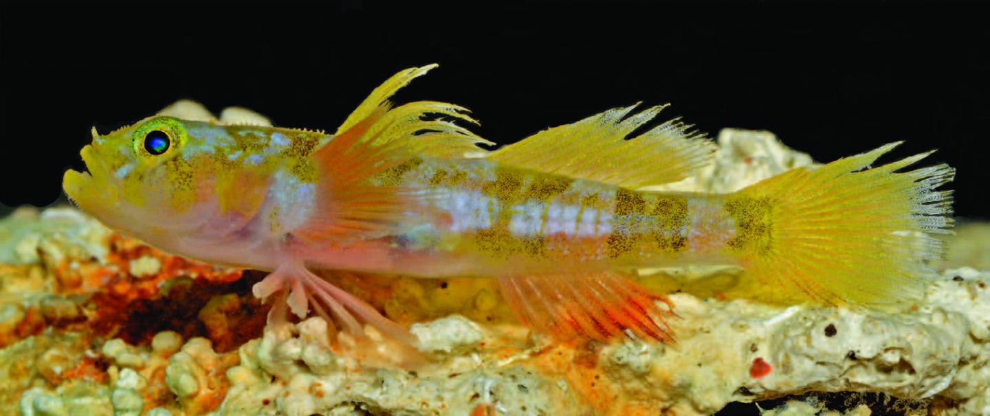 The Godzilla goby is the latest new species d | EurekAlert!