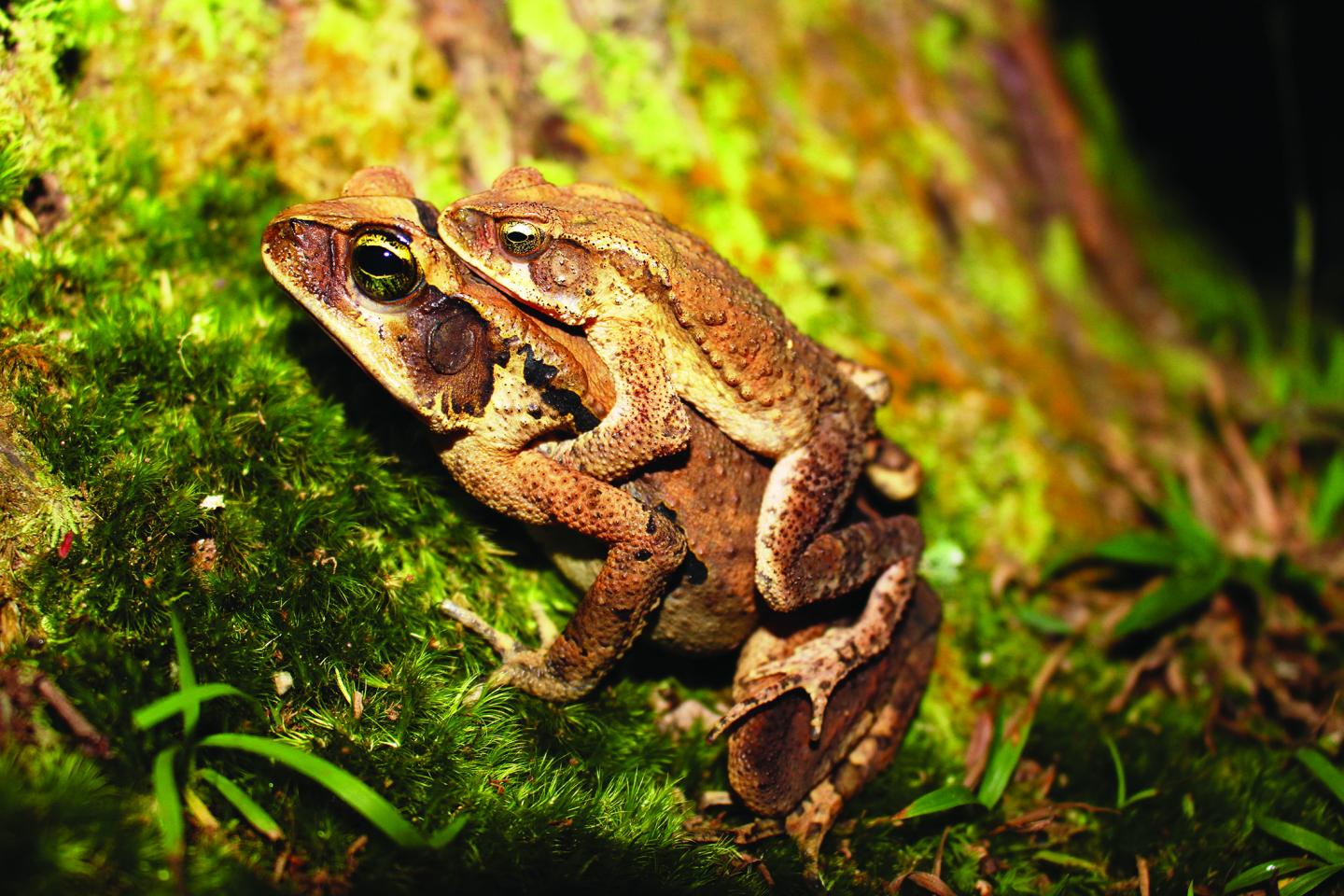 Cost-effective Conservation Strategies to Sav | EurekAlert!