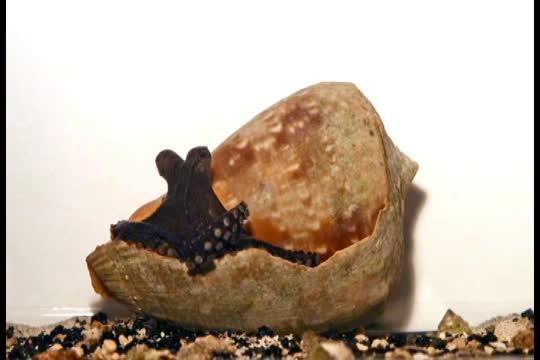 Octopus Shows Unique Hunting Social And Sexu Eurekalert