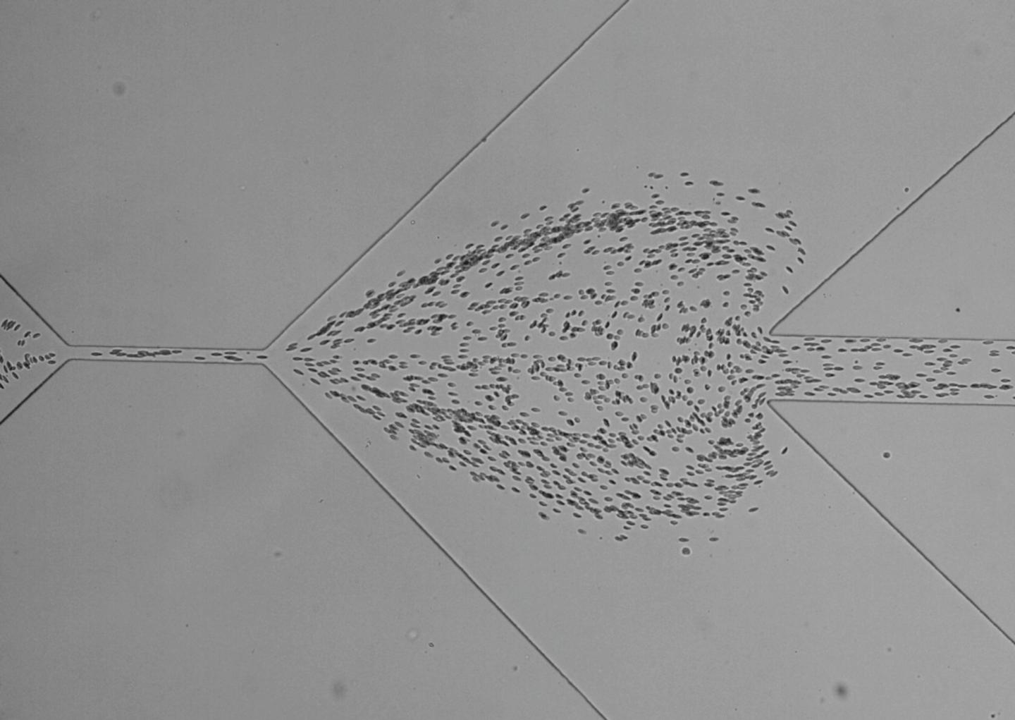 Real-Time Deformability Cytome [IMAGE] | EurekAlert! Science News Releases