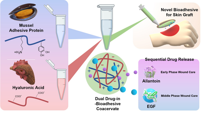 Scarless skin grafting using mussel adhesive | EurekAlert!