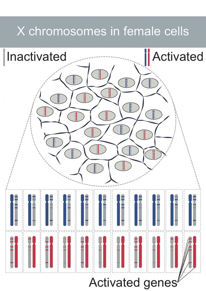 X chromosome: how genetics becomes egalitaria | EurekAlert!