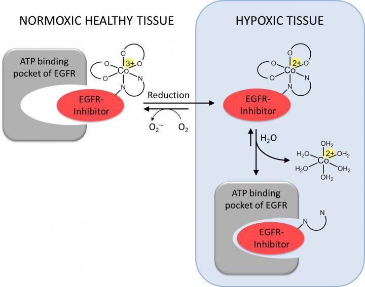 Prodrug Concept [IMAGE] | EurekAlert! Science News Releases