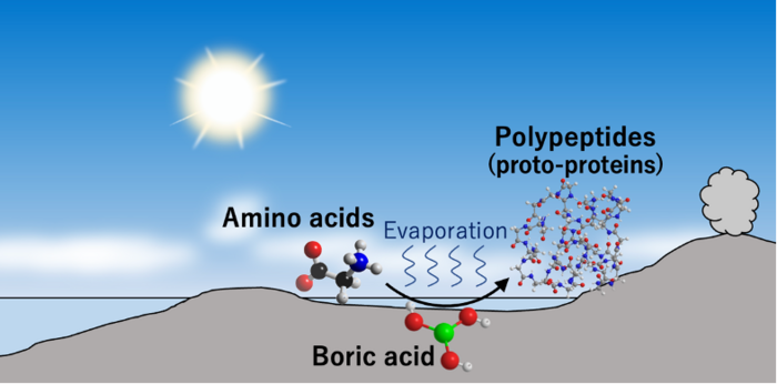 Researchers uncover how primordial proteins f | EurekAlert!