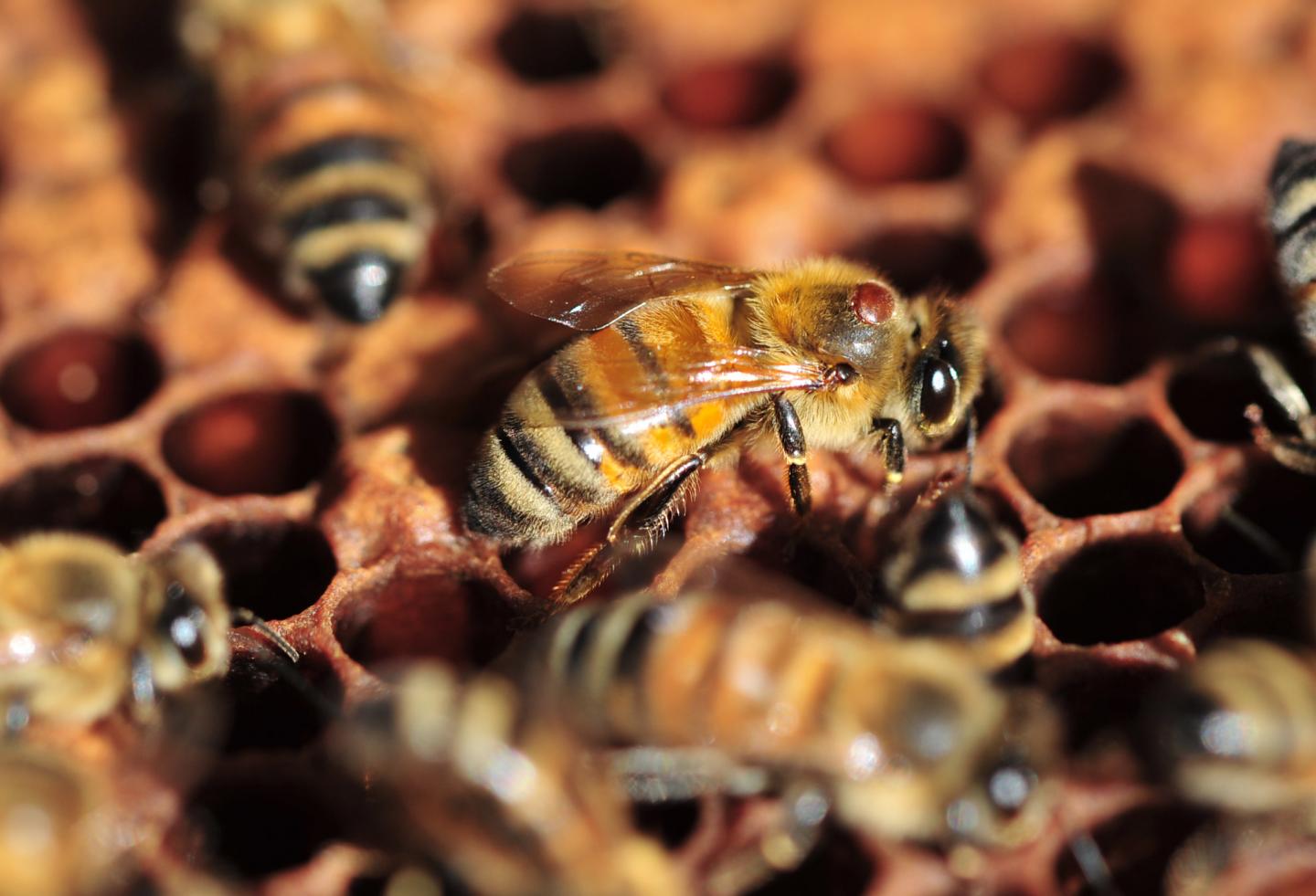 Mites Drive Deformed Wing Virus in Honeybees | EurekAlert!