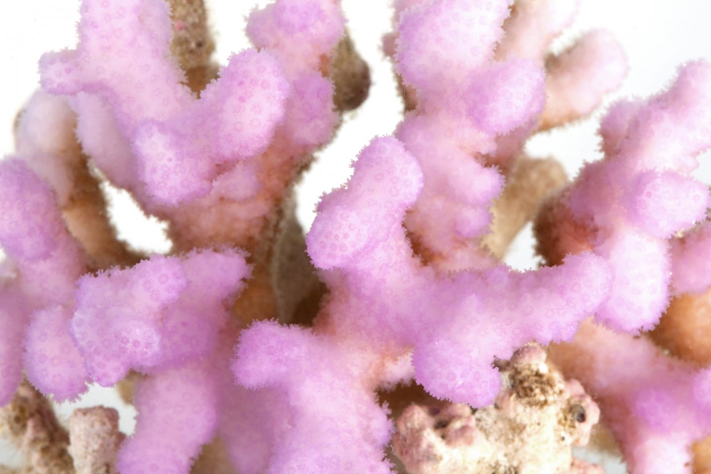 Tara Oceans Expedition Yields Treasure Trove | EurekAlert!