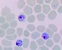 MMV malaria box phenotyped against plasmodium | EurekAlert!