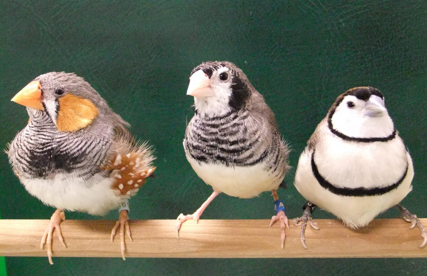 The Two Closely-Related Bird S [IMAGE] | EurekAlert! Science News Releases