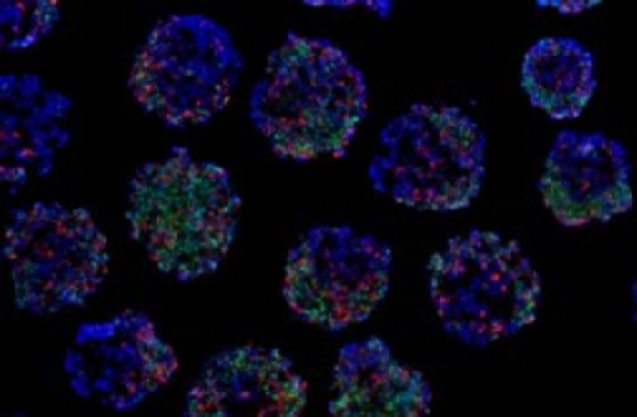 Stem Cell-derived Islets Clust [IMAGE] | EurekAlert! Science News Releases