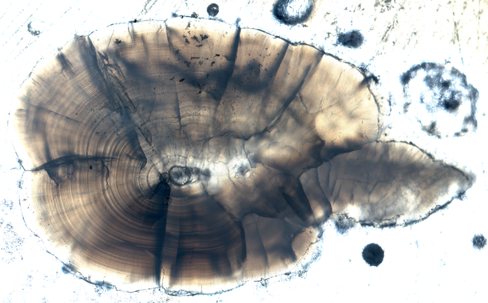 Otolith [IMAGE] | EurekAlert! Science News Releases