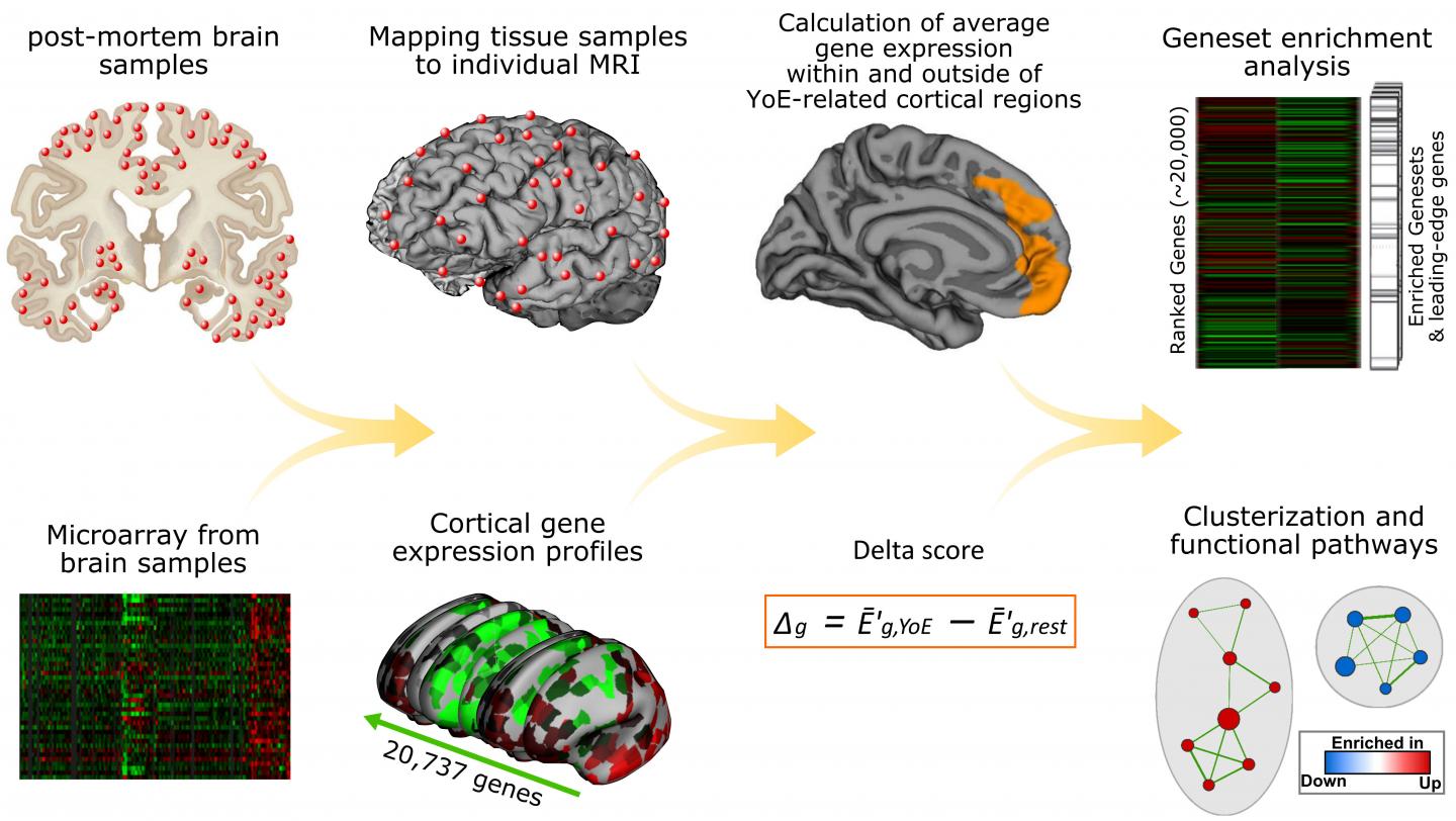 Research Scheme [IMAGE] | EurekAlert! Science News Releases