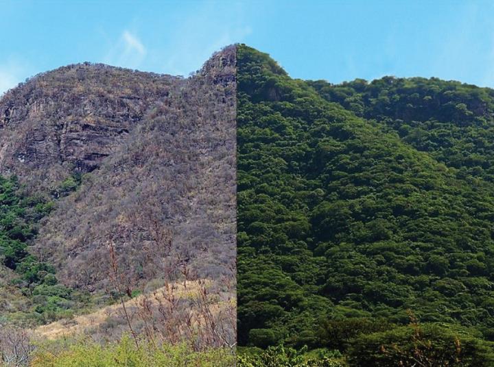 Tropical Dry Forest in the Dry [IMAGE] | EurekAlert! Science News Releases