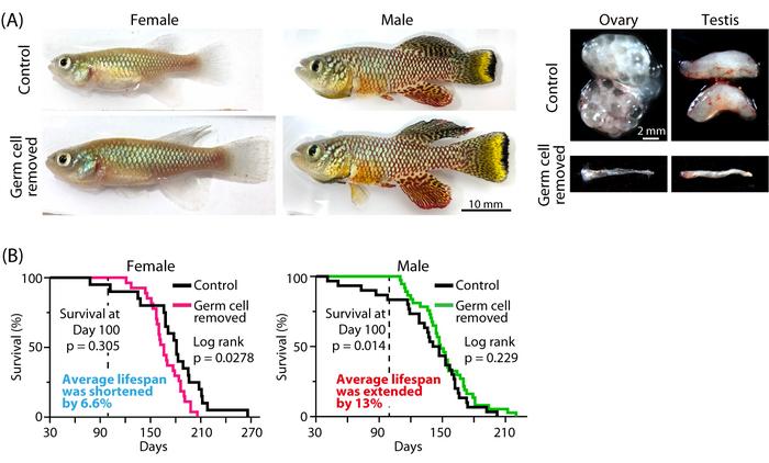 Fig. 2 [IMAGE] | EurekAlert! Science News Releases