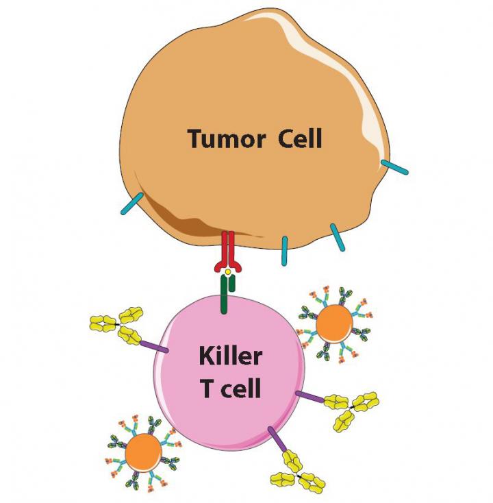 Killer T Cells