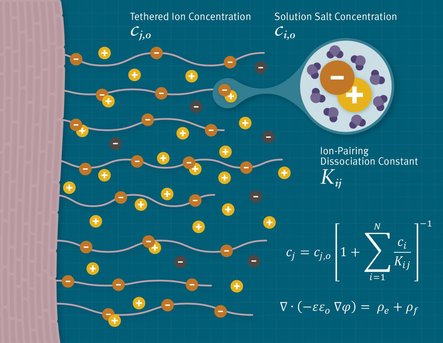 Faculty research describes how ions play key | EurekAlert!