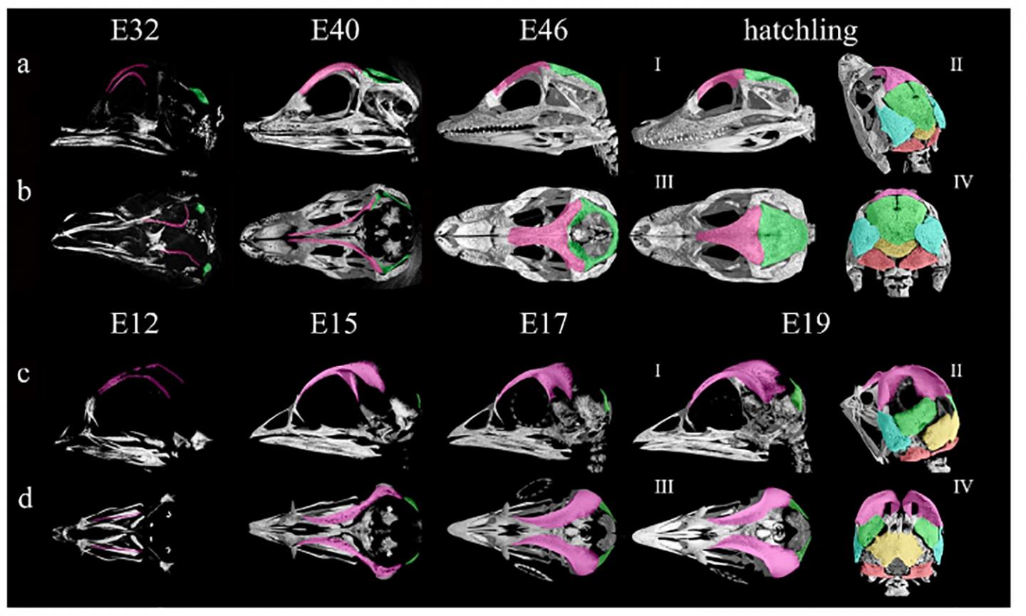 Alligator and Chicken Developm [IMAGE] | EurekAlert! Science News Releases