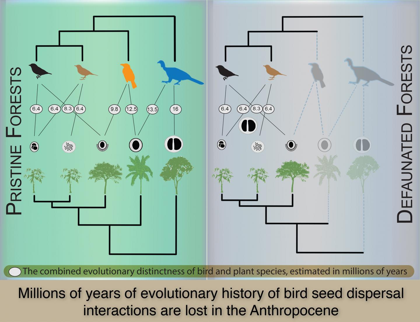 Slipping Away in South America: Distinct Bird | EurekAlert!