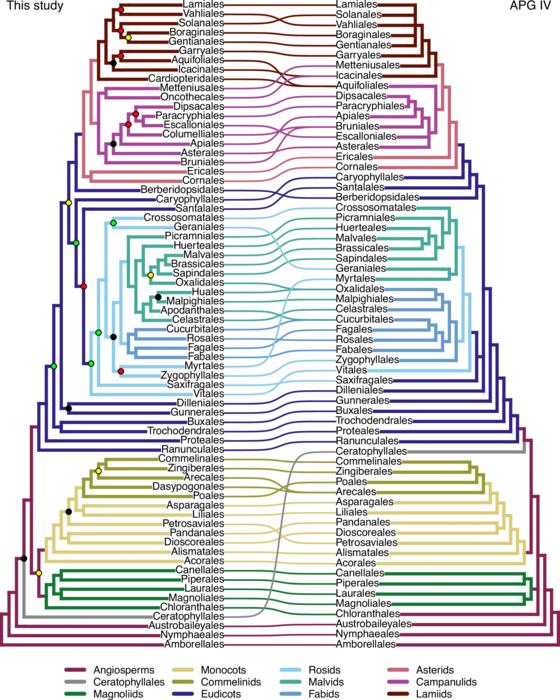 Tanglegram at ordinal level be [IMAGE] | EurekAlert! Science News Releases