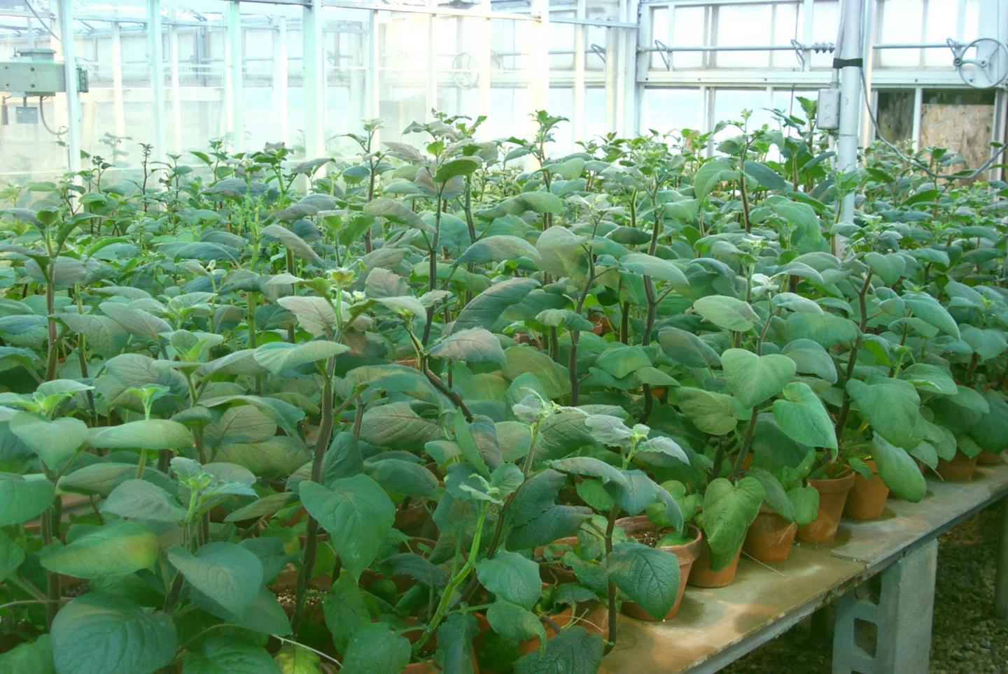 Potatoes wild with calcium | EurekAlert!