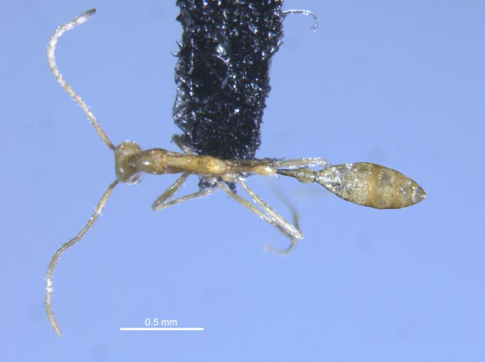 A top-down view of Leptanilla [IMAGE] | EurekAlert! Science News Releases