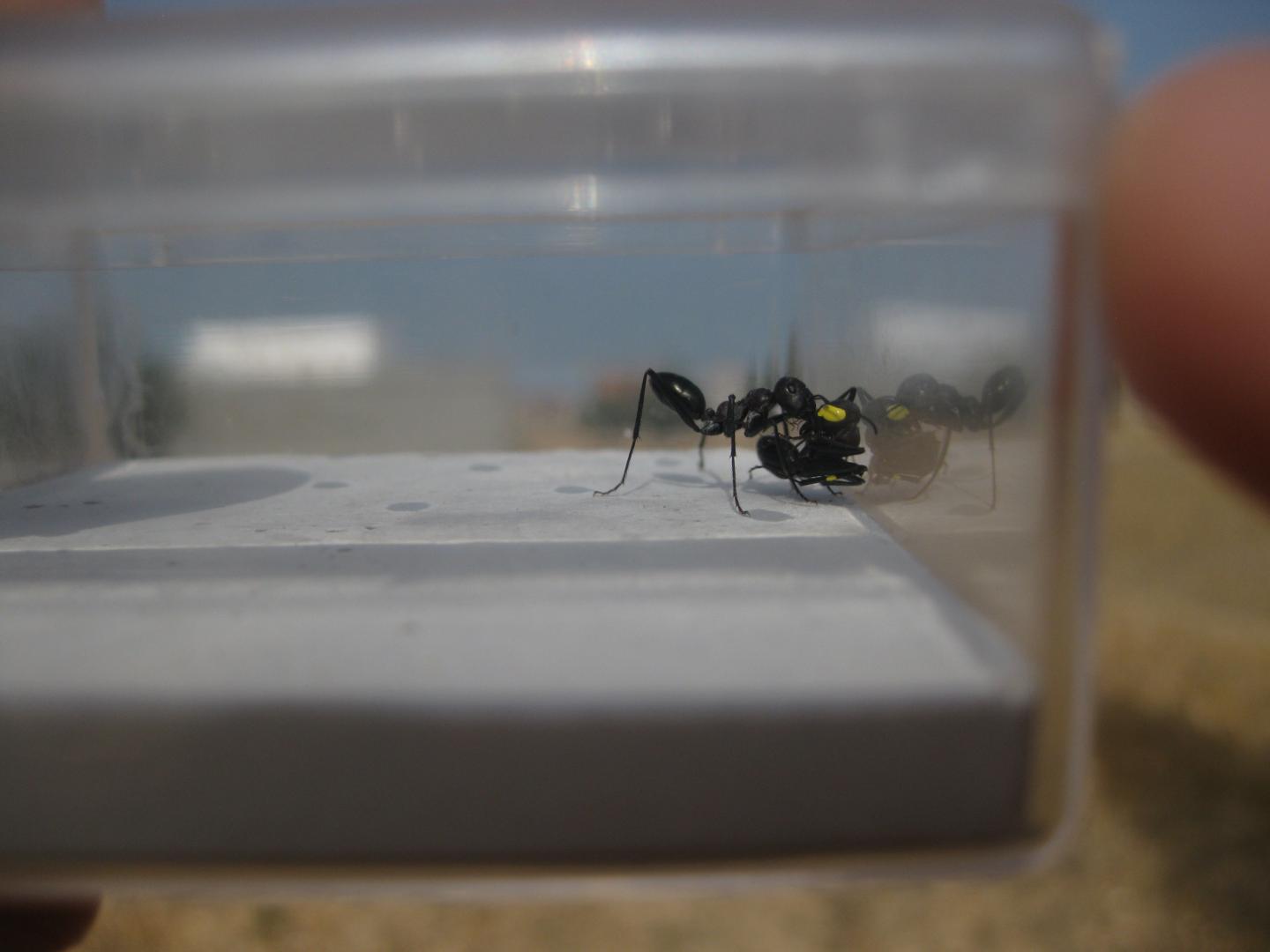 Ants Have Dual Navigation Syst [IMAGE] | EurekAlert! Science News Releases