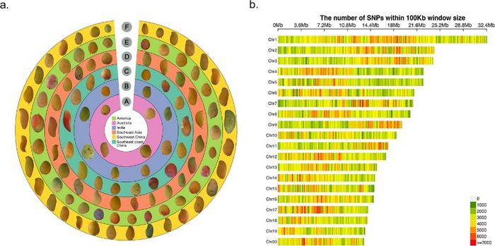 Fruit features and genome-wide [IMAGE] | EurekAlert! Science News Releases