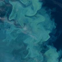 Coccolithophore Bloom in the B [IMAGE] | EurekAlert! Science News Releases