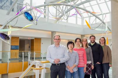 Discovery helps explain how children develop | EurekAlert!