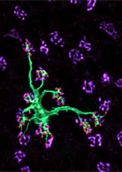 Confocal Micrograph of a Singl [IMAGE] | EurekAlert! Science News Releases