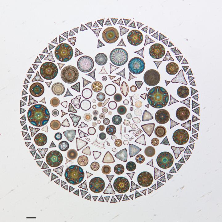 Diatoms [IMAGE] | EurekAlert! Science News Releases