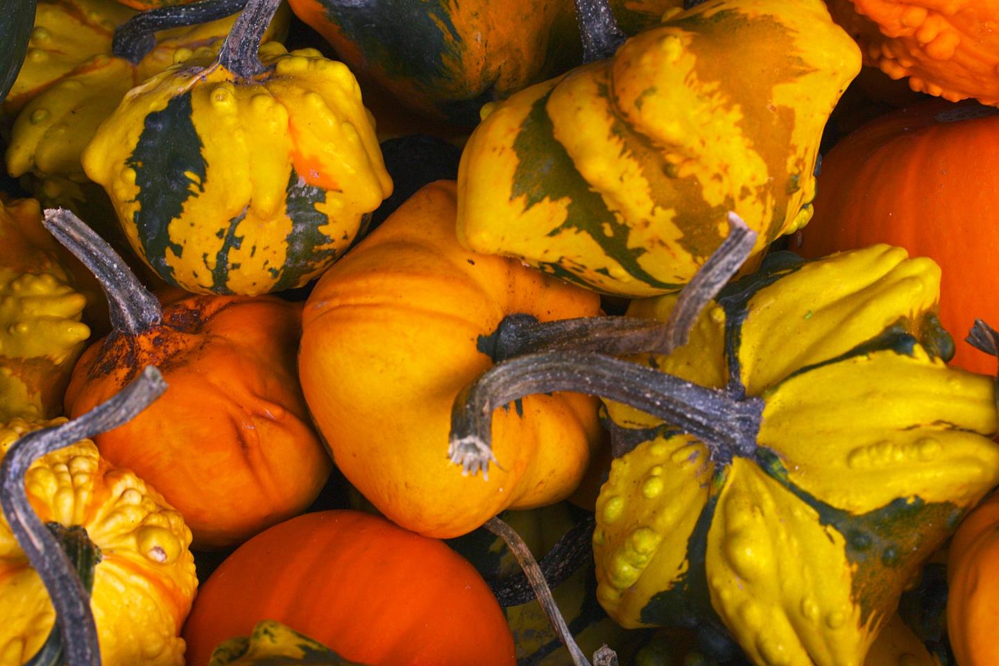 Gourds and Pumpkins [IMAGE] | EurekAlert! Science News Releases
