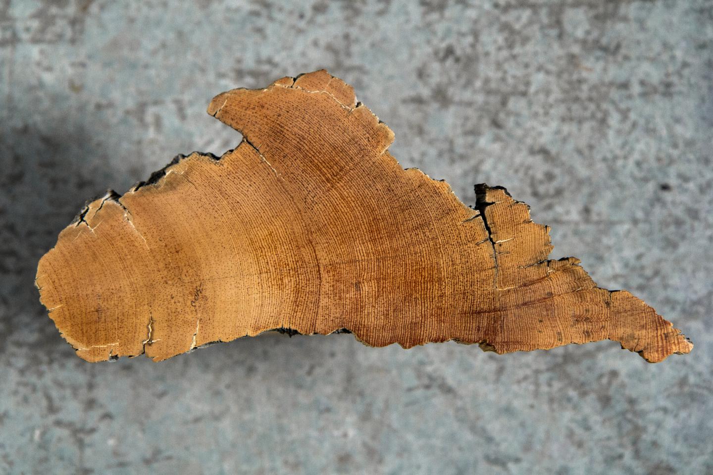 Approach Based on Annual Tree Ring Data Sugge | EurekAlert!