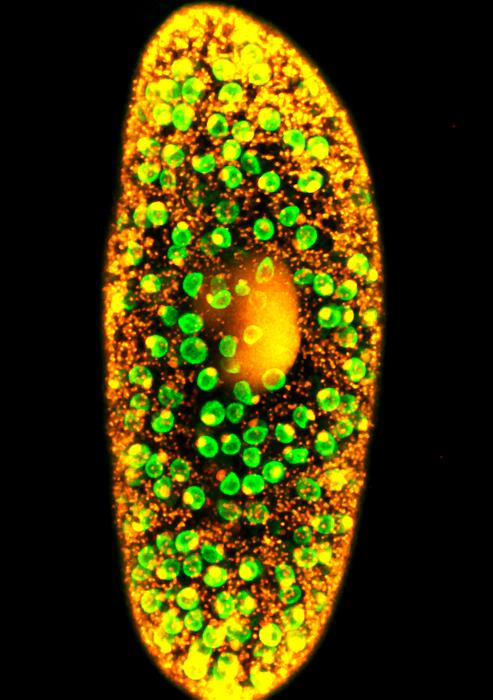 Fluorescence microscopy image [IMAGE] | EurekAlert! Science News Releases