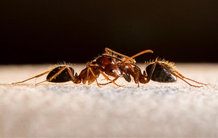 Angry Ants [IMAGE] | EurekAlert! Science News Releases